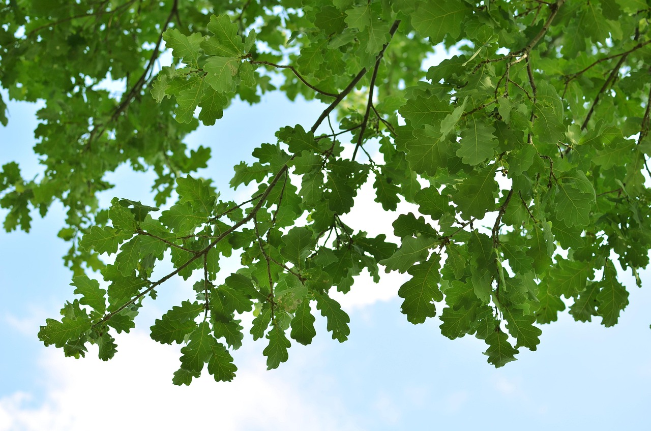 Projects you can buy from | Woodland Carbon Code